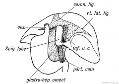 Gastrointestinal Tract - Gallbladder Development - Embryology