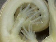 Lizard Development - Embryology