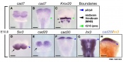 Rat Development - Embryology