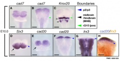 Rat Development - Embryology