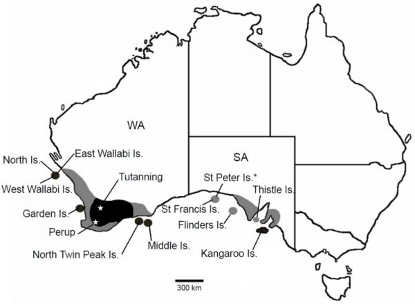 Kangaroo Development - Embryology