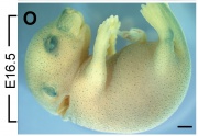 Category:Mouse E16.5 - Embryology