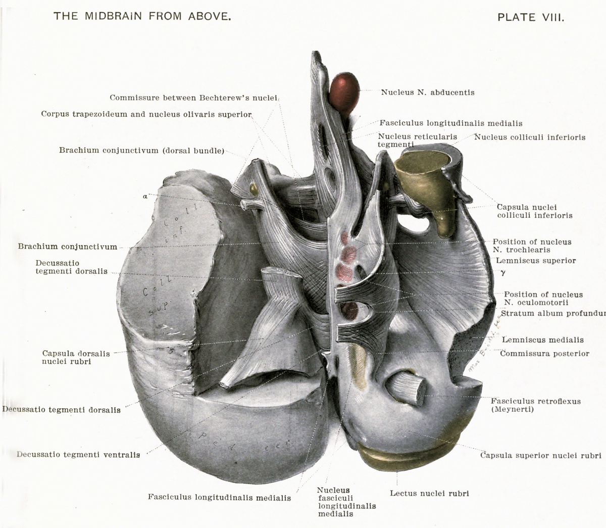 Book - An Atlas of the Medulla and Midbrain - Figures - Embryology