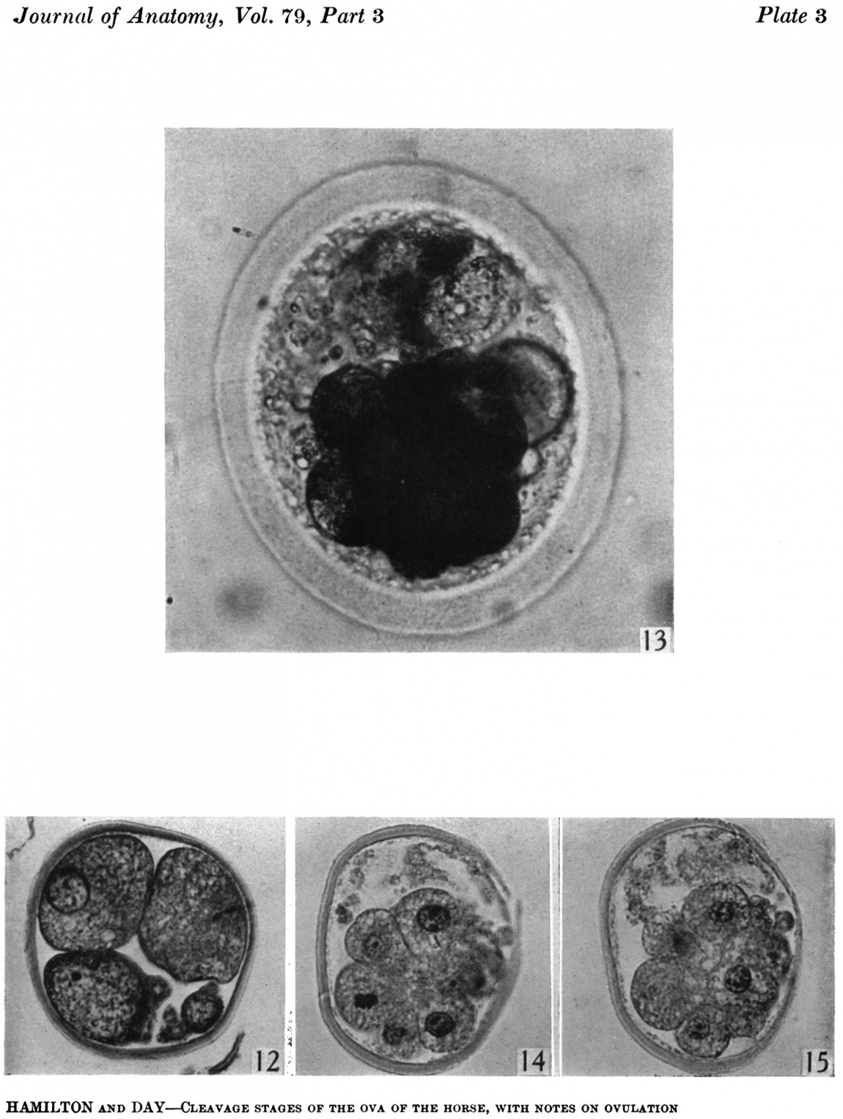Horse Development - Embryology