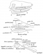 Palate Development - Embryology