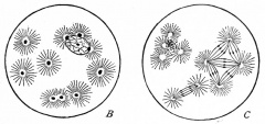 Sea Urchin Development - Embryology