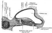 Cat Development - Embryology