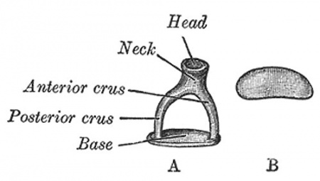 Hearing - Middle Ear Development - Embryology