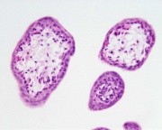 Placenta - Histology - Embryology