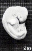 Cat Development - Embryology