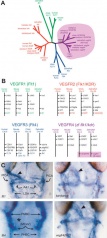 Zebrafish Development - Embryology