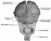 Embryology History - Julius Kollmann - Embryology