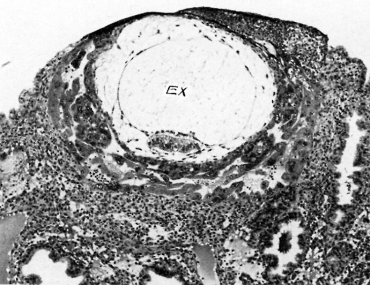 Paper - lnvolution of tissues in fetal life (1946) - Embryology
