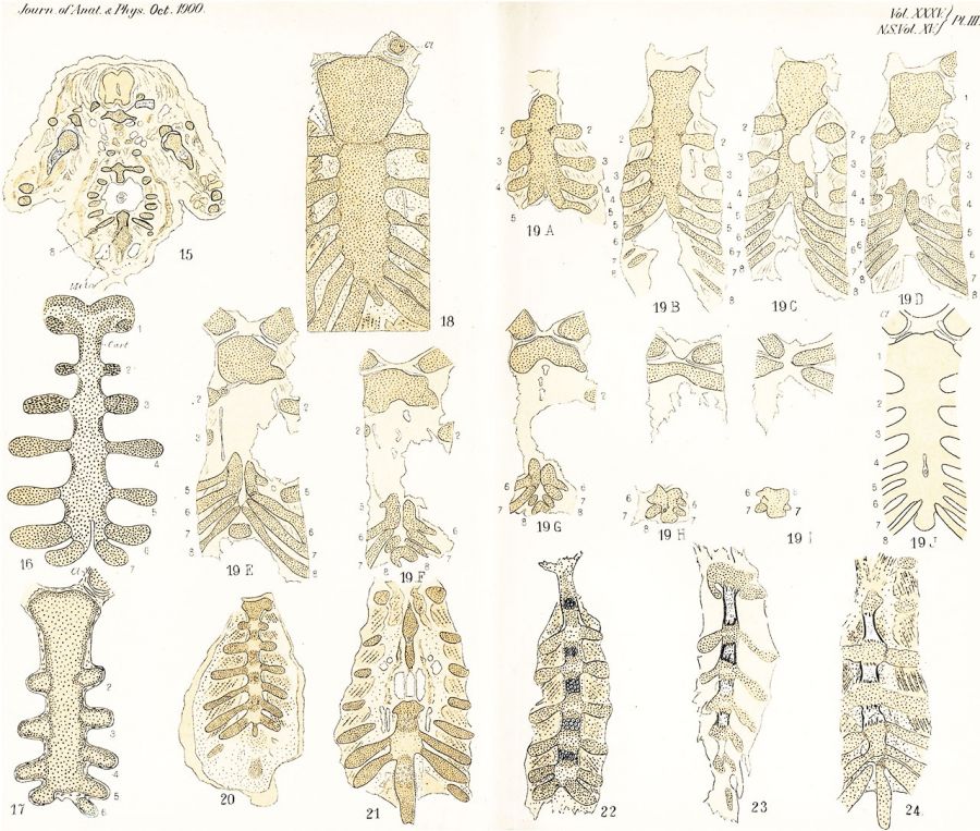 Paper - The sternum - its early development and ossification in man and ...