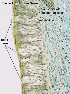 BGDB Practical - Upper Gastrointestinal Tract Histology - Embryology