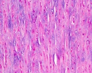HM Practical - Blood Vessel Histology - Embryology