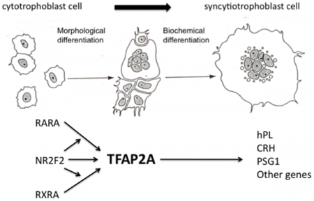 Trophoblast - Embryology
