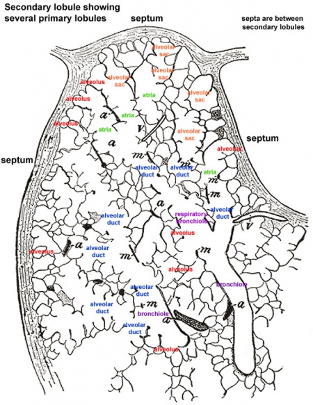Lecture - Respiratory Development - Embryology