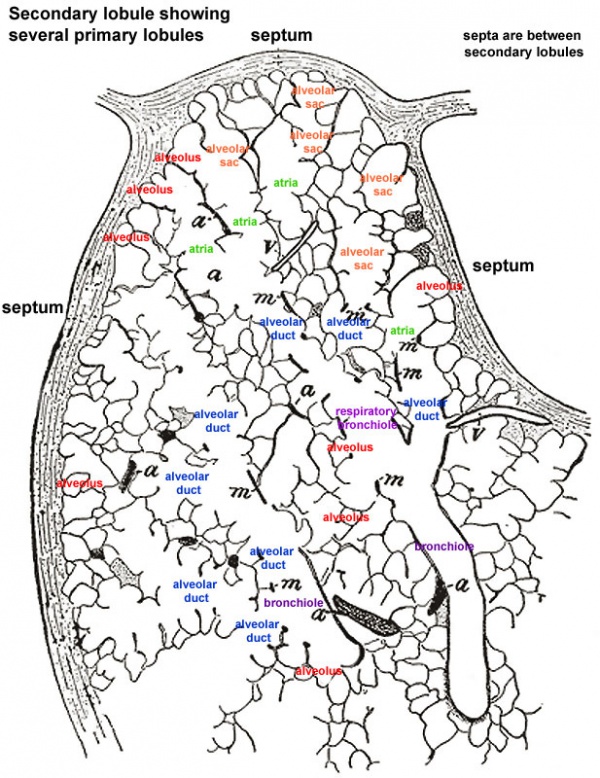 ANAT2241 Respiratory System - Embryology