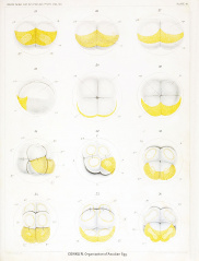 Paper - The Organization and Cell-Lineage of the Ascidian Egg - Embryology