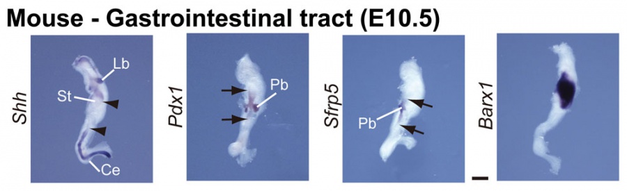 Talk:Mouse Timeline Detailed - Embryology