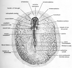 Book - The Early Embryology of the Chick - Figures - Embryology