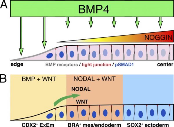 Developmental Signals - Bone Morphogenetic Protein - Embryology