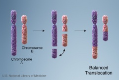 Trisomy 13 - Embryology