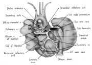Cardiovascular System - Heart Development - Embryology