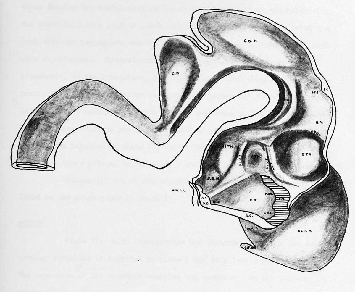 Thesis - The development of the blood supply to the human embryo basal ...
