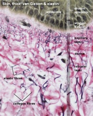 ANAT2241 Integumentary System - Embryology