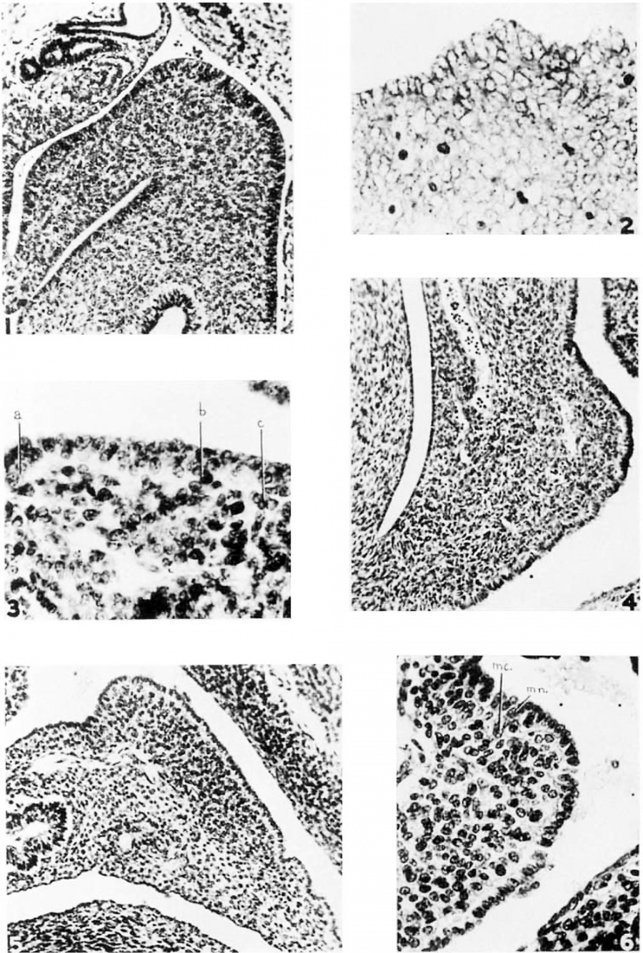 Paper - The role of the primitive mesothelium in the development of the ...