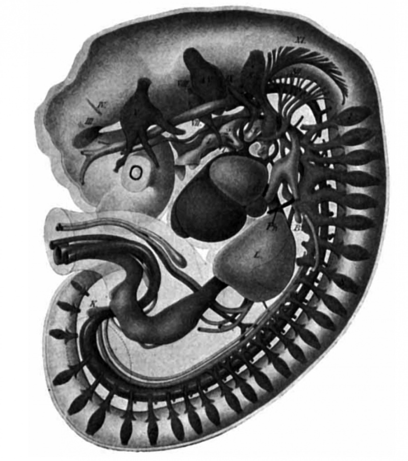 Paper - A Study of the Structural Unit of the Liver - Embryology