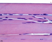 ANAT2241 Muscle Tissue - Embryology