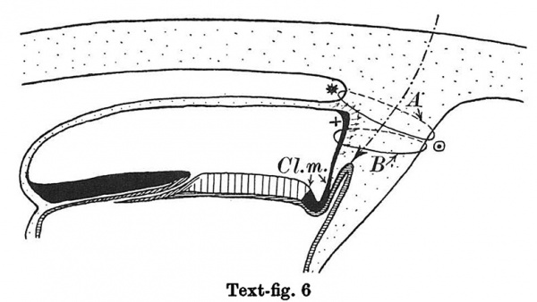 Paper - The Formation of the Connecting Stalk and the Extension of the ...