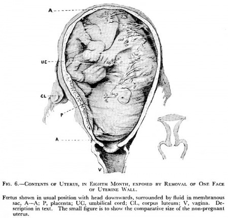 Fetal Development - Embryology
