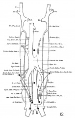 Cardiovascular - Venous Development - Embryology
