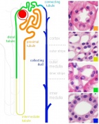 Maternal-Fetal Medicine Trainees - Renal - Embryology