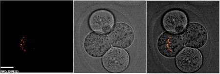 Mouse Stages - Embryology