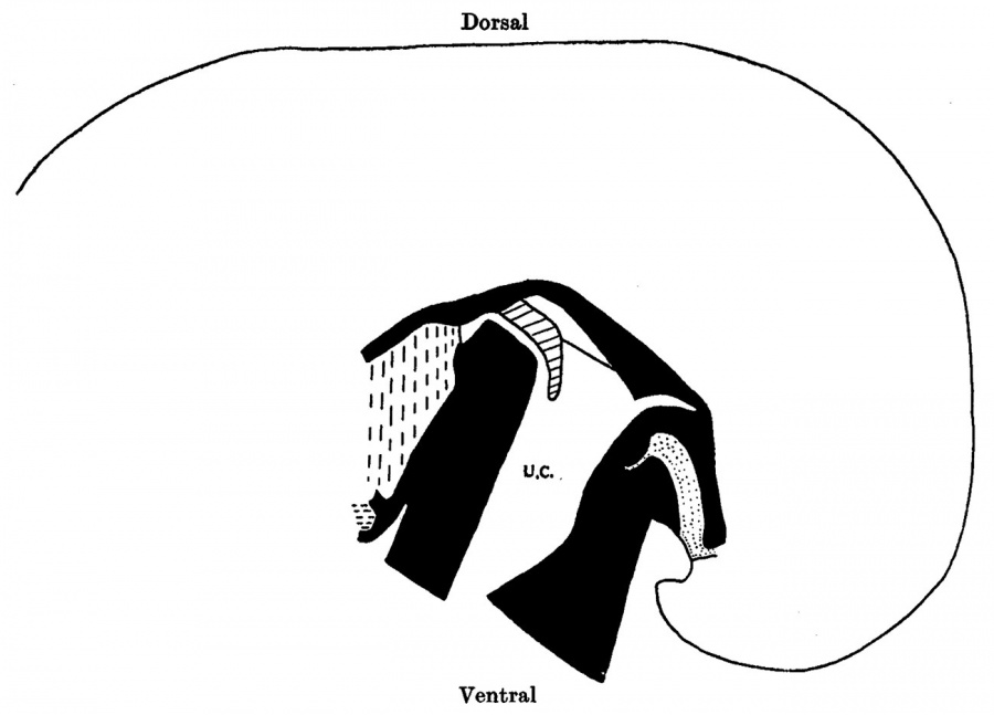 Paper - The formation of the umbilical cord and the umbilical region of ...