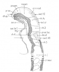 Category:Carnegie Stage 10 - Embryology