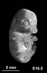 Category:Mouse E16.5 - Embryology