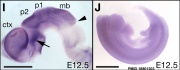 Rat Development - Embryology