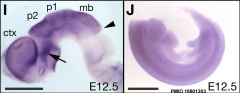 Rat Development - Embryology