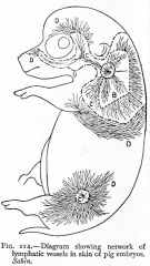 Pig Development - Embryology