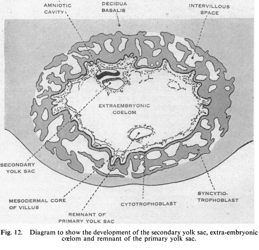 Paper - Early Stages of Human Development - Embryology