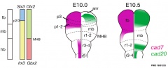 Rat Development - Embryology