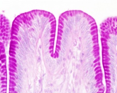 Gastrointestinal Tract - Histology - Embryology
