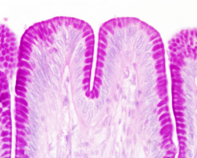 ANAT2241 Glandular Epithelia - Embryology