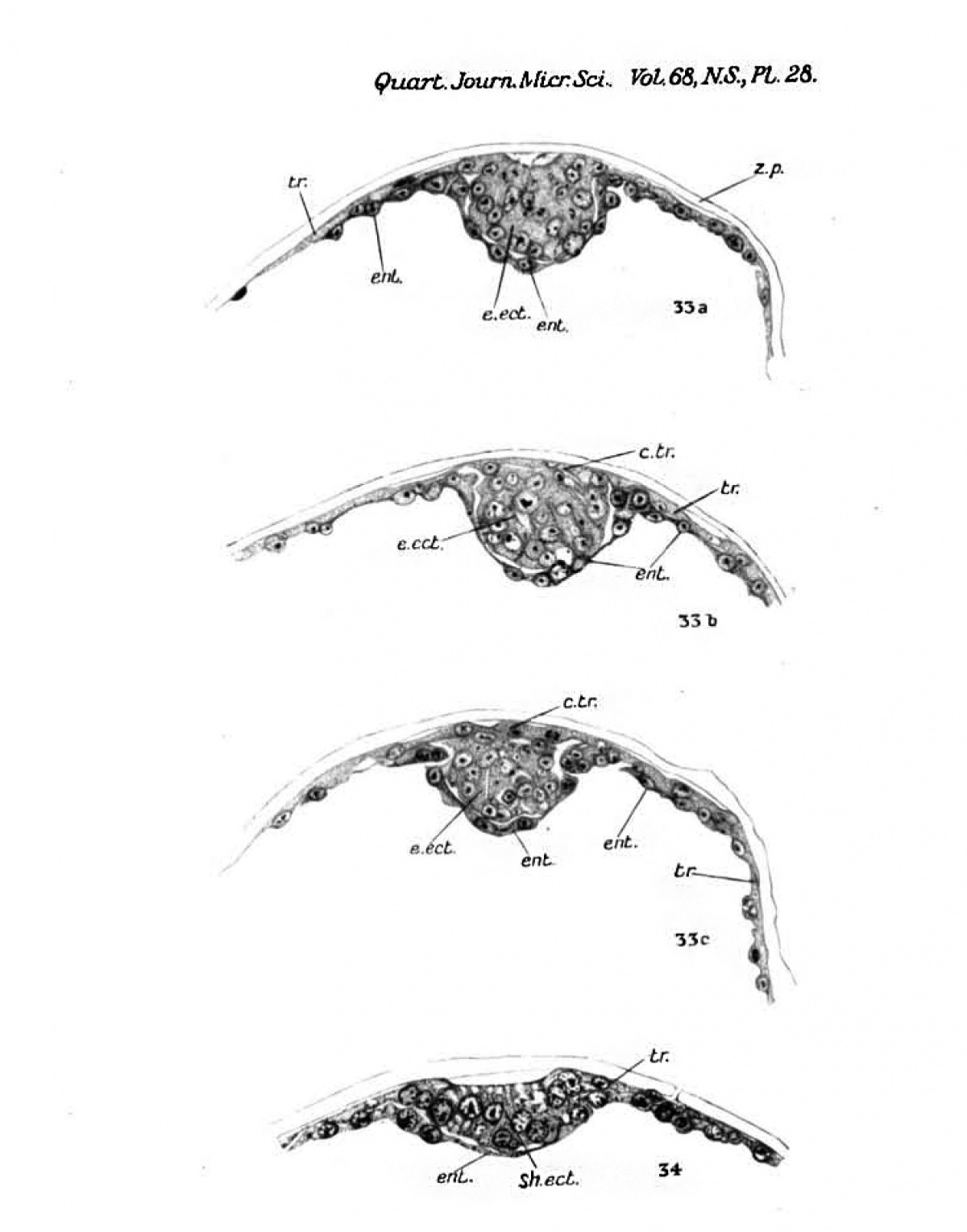 The early development of the cat - figures - Embryology